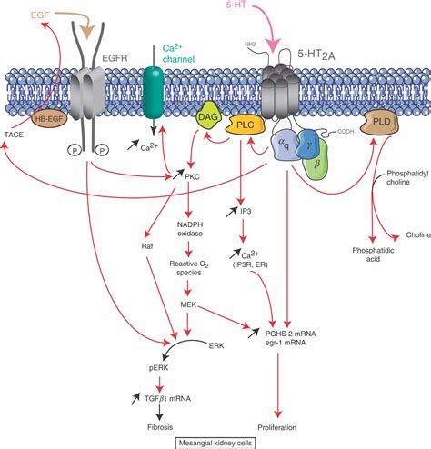 5 Ht Receptors Subtypes And Second Messengers