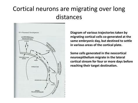 Ppt Neuronal Migration In Cns Development Powerpoint Presentation