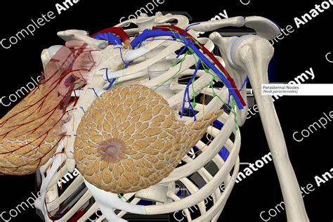 Parasternal Nodes Complete Anatomy