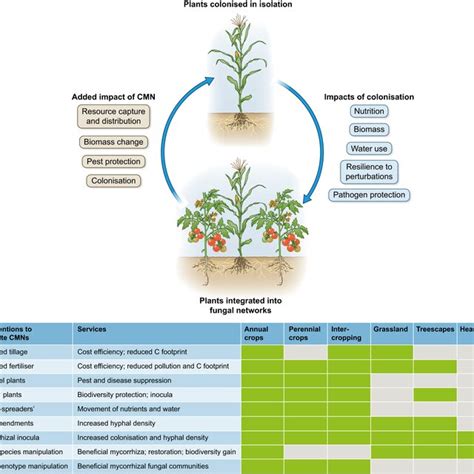 Impacts Of Mycorrhizal Colonization And Integration Of Plants Into Download Scientific Diagram