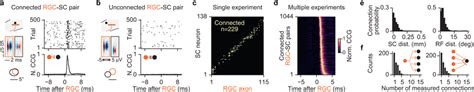 Measuring Afferent Monosynaptic Connections In Vivo At A Large Scale A Download Scientific