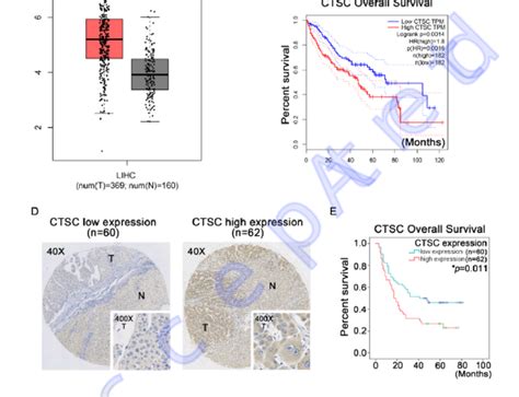 Cathepsin C Ctsc Is Frequently Upregulated In Hepatocellular