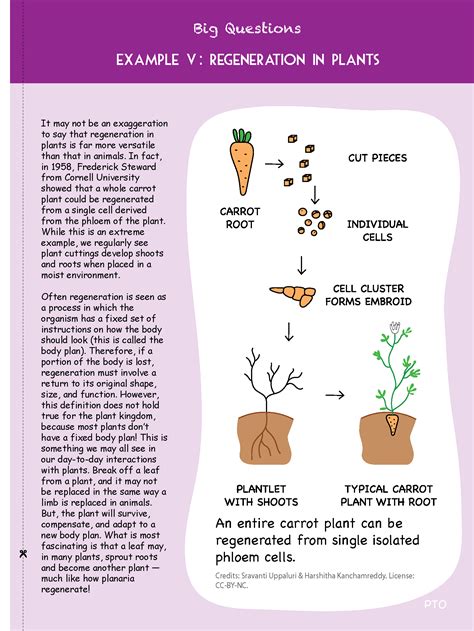 Example Of Regeneration