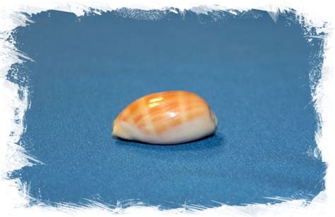 Ципреи - каури – купить в интернет-магазине по лучшей цене