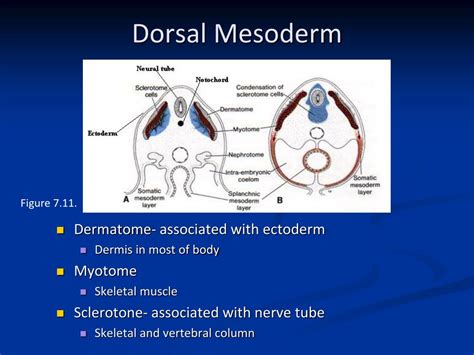 Ppt Comparative Anatomy Early Embryology Powerpoint Presentation