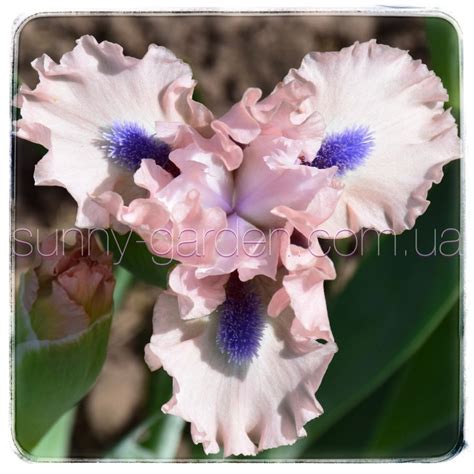 Сорт Finding Peace фото описание сорта купить в Украине Sunny Garden