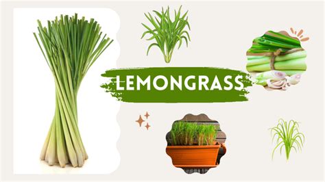 Lemongrass Uses Aromatic Properties And 8 Health Benefits House