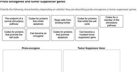 Proto Oncogenes And Tumor Suppressor Genes Classify The Following