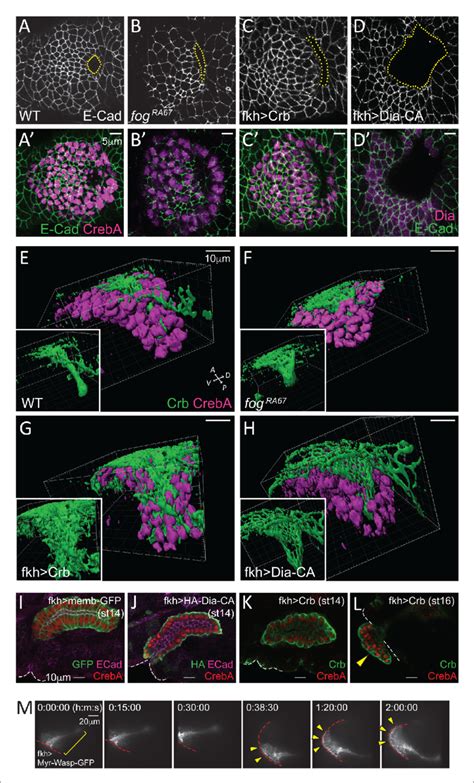 Apical Constriction Is Essential For Tissue Geometry A D A D