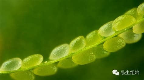 植物组织培养的类型 易生石木（官网）易生组培 组培室建设 组培技术研发 组培技术培训 组培设备 组培仪器 组培耗材 组培苗代繁