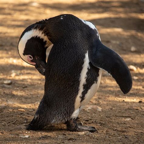 Premium Photo African Penguin Preening Its Feathers