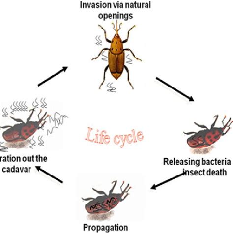 Trichonympha Life Cycle Hypermastigote Jzquw
