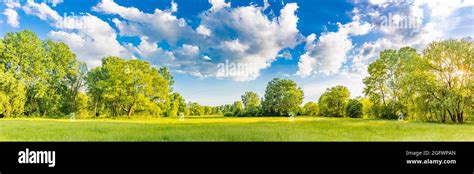 Sunny Spring Summer Landscape Green Forest Trees Meadow Flowers Field
