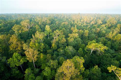 Plant Mee Op Borneo Bescherm De Orang Oetan Trees For All