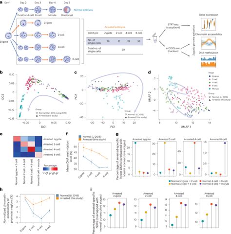 Single Cell Multi Omics Profiling Of Human Preimplantation Embryos