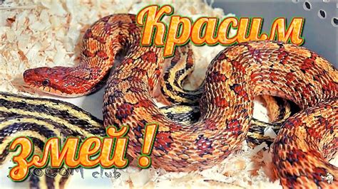 Как покрасить живую змею Youtube