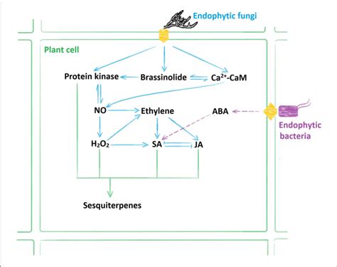 Model Illustrating Multiple Signaling Pathways Involved In