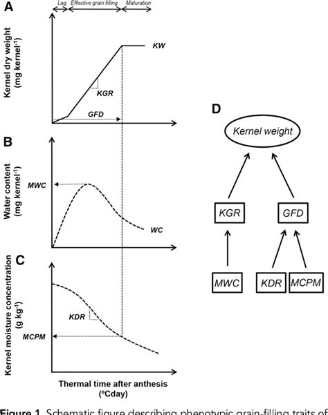 Figure 1 From The Genetic Architecture Of Maize Zea Mays L Kernel Weight Determination