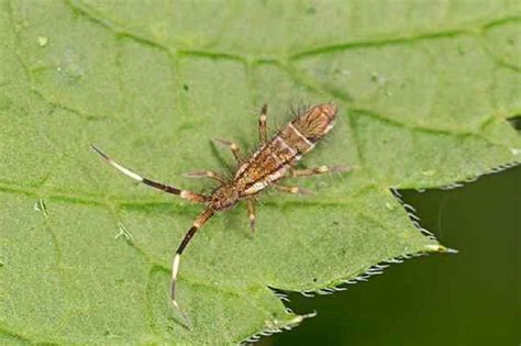 What Do Springtails Really Look Like To The Human Eye
