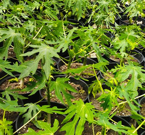 Papaiadetection Object Detection Dataset By Testforml