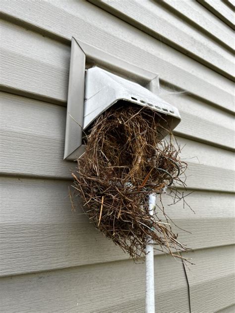 Bathroom Bird Nest Removal Vent Busters Dryer Vent Cleaning Greensboro NC