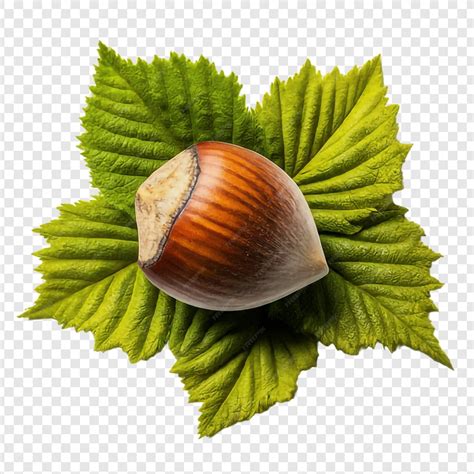 Свежий орех Png изолирован на прозрачном фоне премиум Psd Премиум Ai сгенерированный Psd
