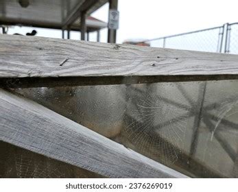 Closeup Spider Web Beneath Beam On Stock Photo Shutterstock