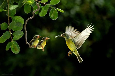 30 Award Winning Wild Life Photography Examples For Your Inspiration