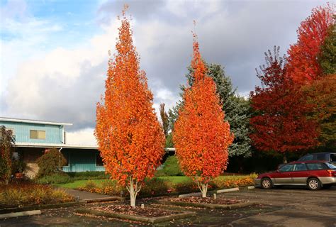 Columnar Trees For Landscaping 10 Ornamental Trees That Are Safe To