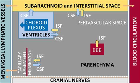 Schematic Representation Of Cerebrospinal Fluid Csf And Interstitial Download Scientific