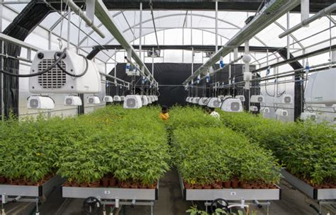 Icrisat To Deliver World Class Services As Cgiars Breeding Resources