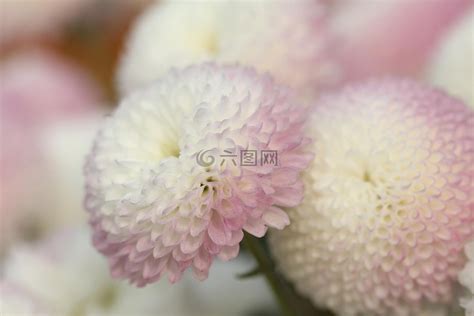 花菊花自然高清图库素材免费下载图片编号6539502 六图网