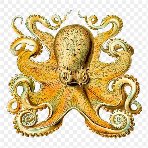 Freeoctopus Design Images Free Photos Png Stickers Wallpapers