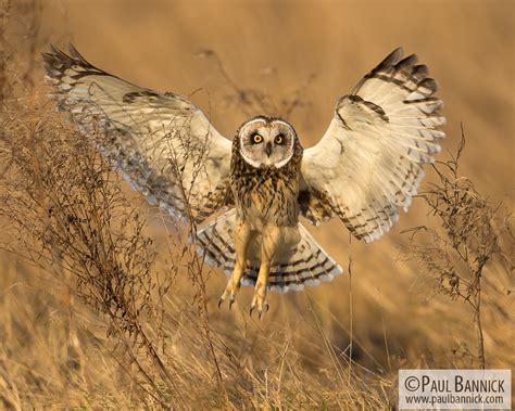 Paul Bannick Photography