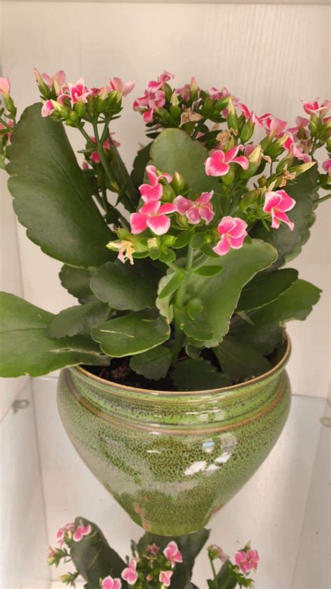 Lotus House ☀ ☀ ☀ Амралтын өдрийн мэнд хүргэе 🌸 🏡 Лотус Facebook