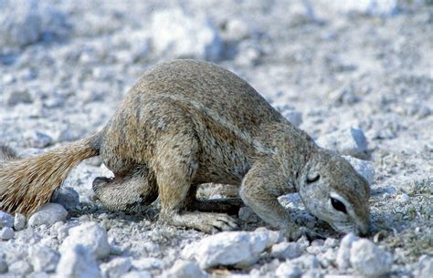 Xerus Cape Ground Squirrel Xerus Inauris Etosha Np Namibia