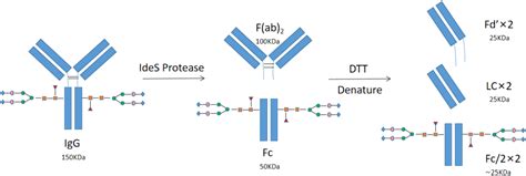 IdeS Protease高特异性IgG降解酶