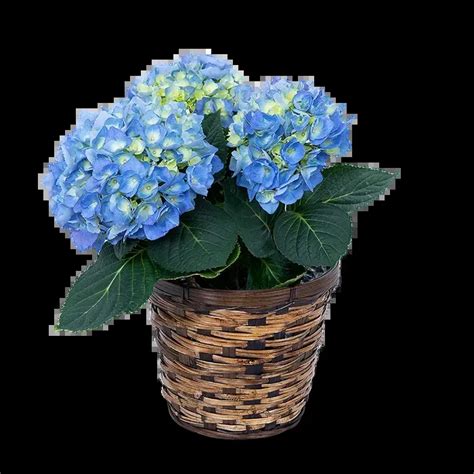 Blue Hydrangea Plant