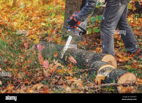 Tree Feller Uses Chainsaw To Cut Logs For Loading And Shipping