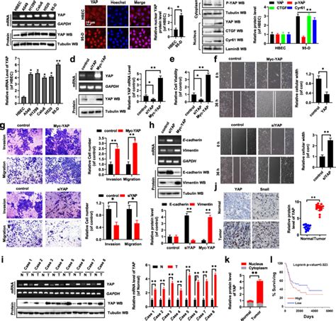 Higher Expression Of Yap Promotes Cellular Growth Migration Invasion Download Scientific