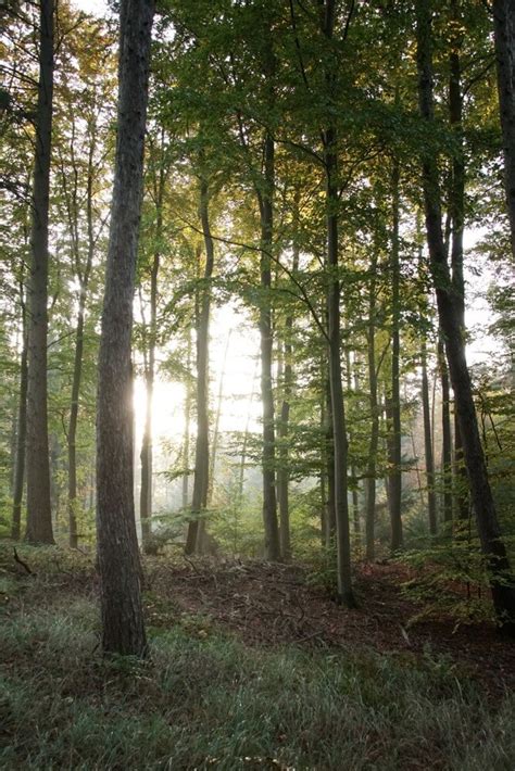 Aufgaben Des Waldes Wald Mv