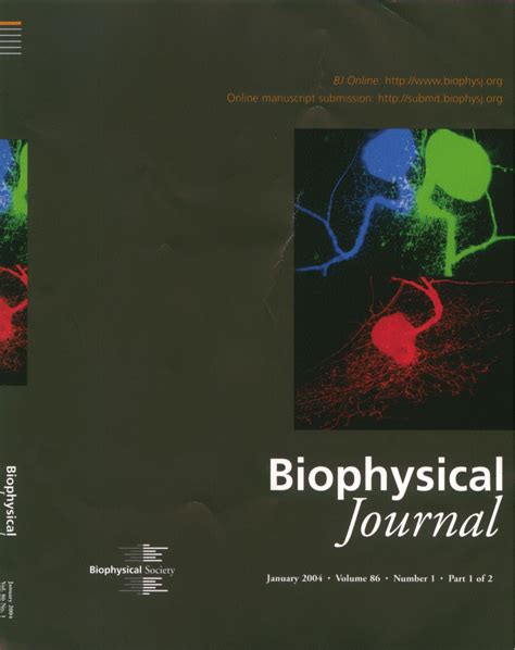 pdf synaptic integration in electrically coupled neurons