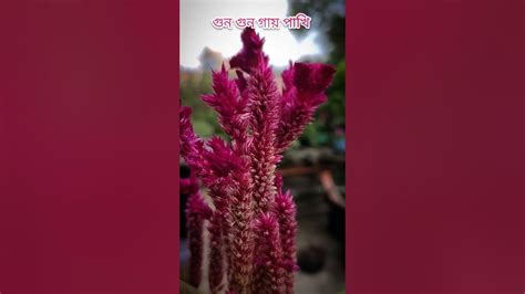 আমার ছাদ বাগানের মোরগ ফুল গাছ ফুলে ভরে গেছে Cockscomb In Pot Chade Bagan Roof Garden