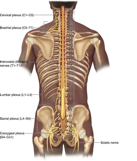 Cervical And Brachial Plexus