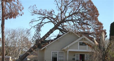 Tree Removal Permits Everything You Need To Know