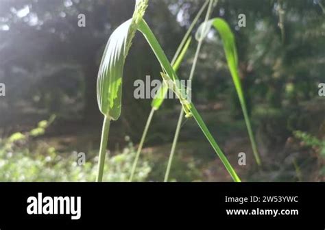 Blady Grass Stock Videos And Footage Hd And 4k Video Clips Alamy