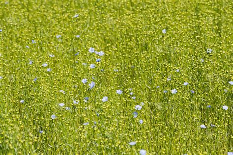 出芽和蓝色开花的普通亚麻