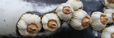 What Is Barnacle Yoors