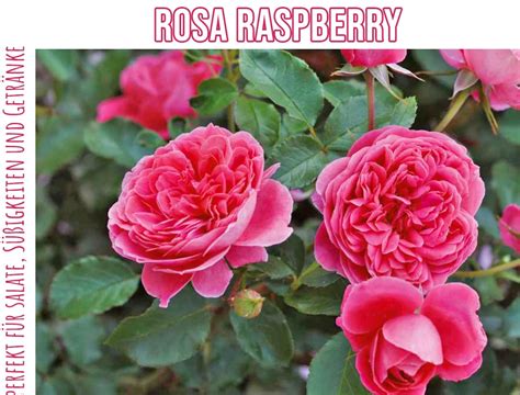 Taste Of Love Pflanzmich De