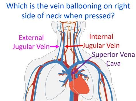 Location Of Jugular Vein Neck
